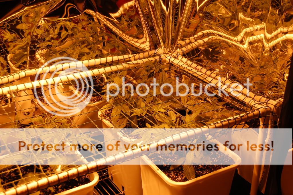 The Scrog Method | Page 16 | Grasscity Forums - The #1 Marijuana ...