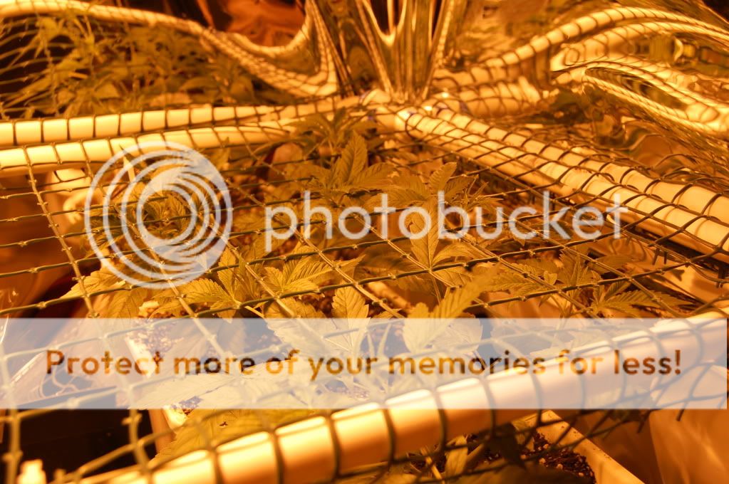 The Scrog Method | Page 16 | Grasscity Forums - The #1 Marijuana ...