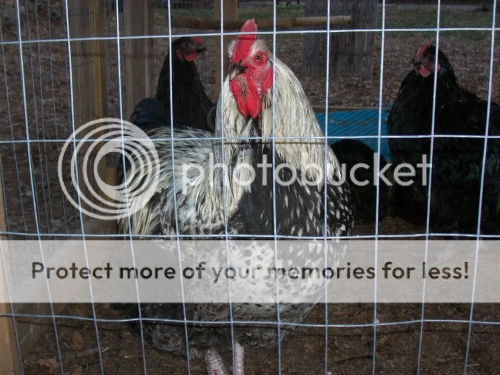 Cross Breeding | BackYard Chickens - Learn How to Raise Chickens