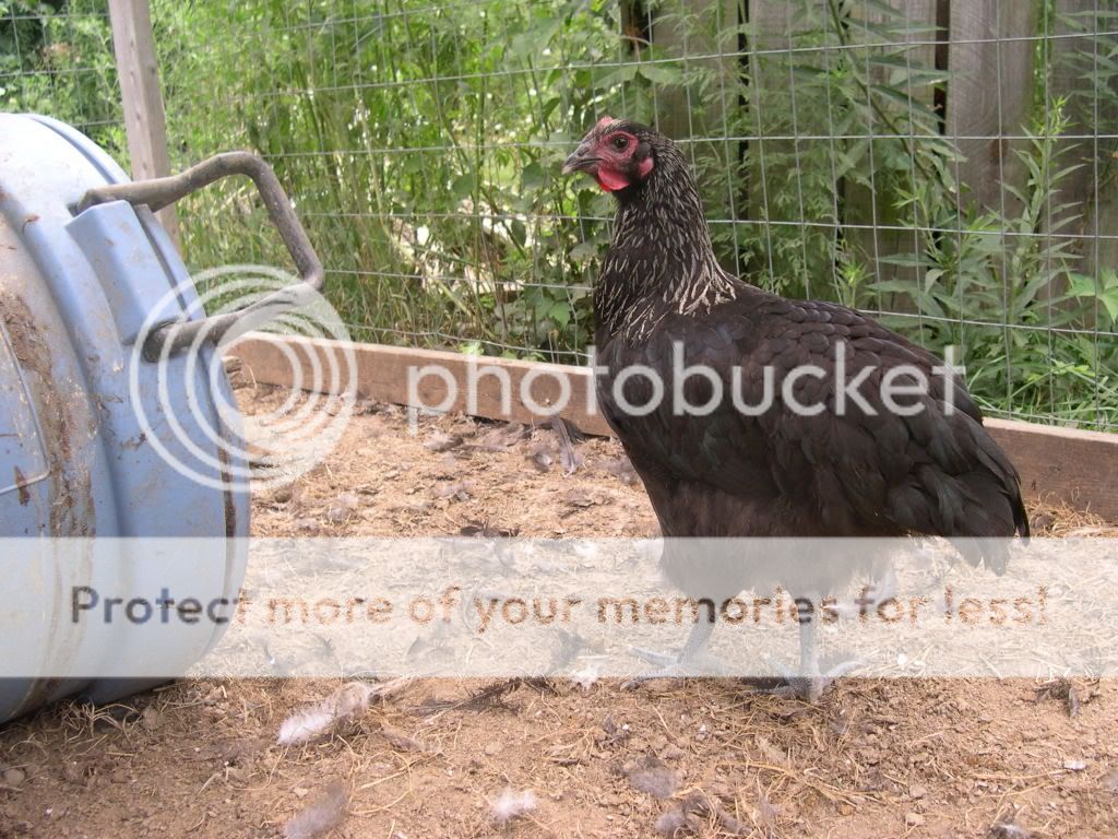 large fowl birchen cochin??? | BackYard Chickens - Learn How to Raise ...