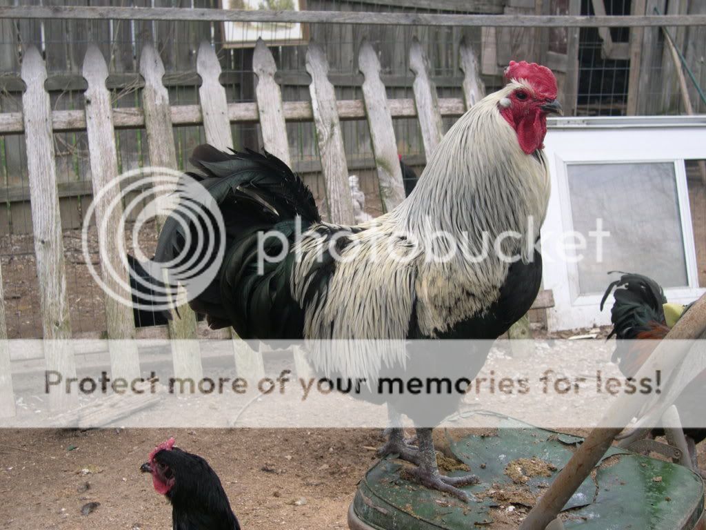 large fowl birchen cochin??? | BackYard Chickens - Learn How to Raise ...