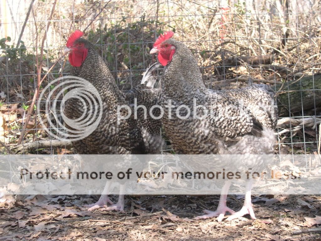 Crele orpington project..... | BackYard Chickens - Learn How to Raise ...