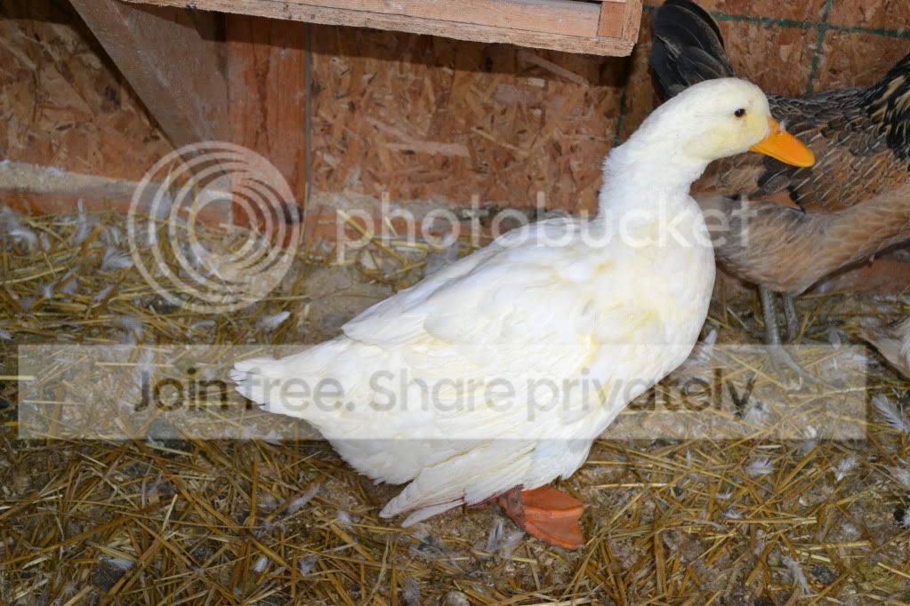 Please help!! Duck with injuries, possibly broken wing?! PICS ...